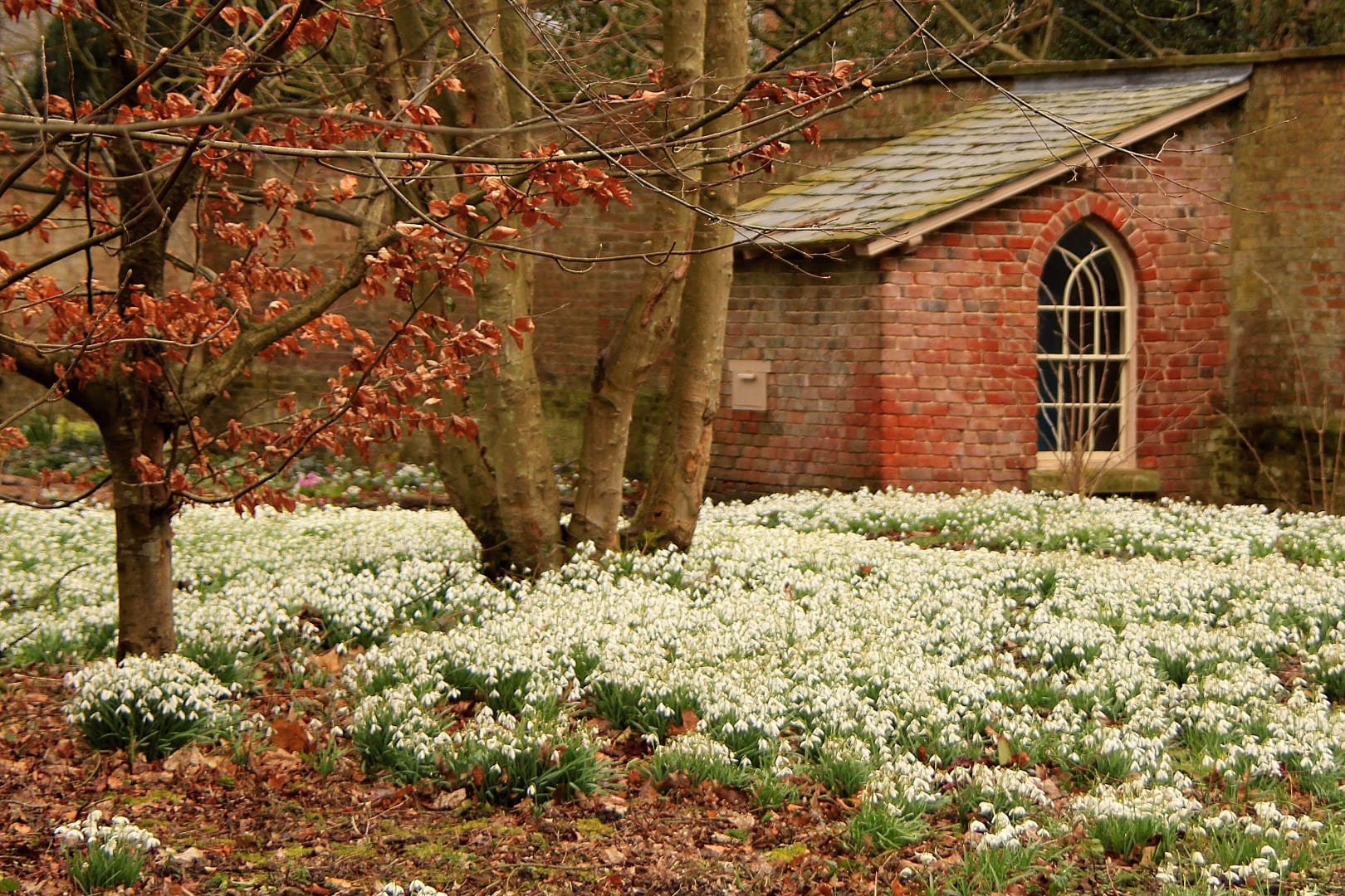 Snowdrop Season at Lytham Hall throughout February • Visit Lytham