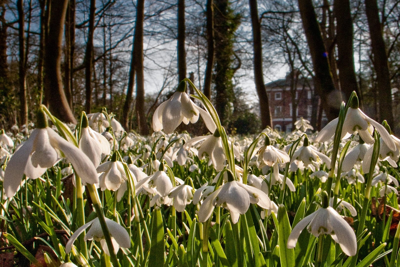 Snowdrop Season at Lytham Hall throughout February • Visit Lytham