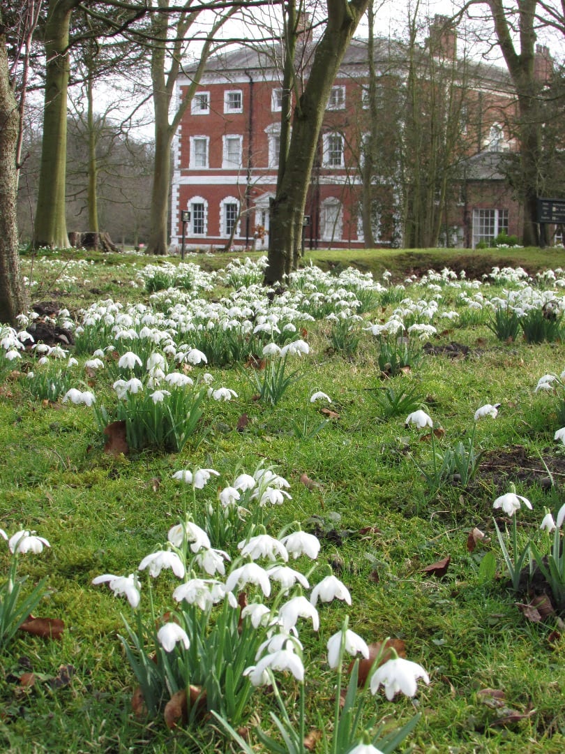 Snowdrop Season at Lytham Hall throughout February • Visit Lytham